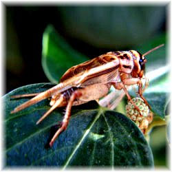 Foto-Natura-Huesca: Grillo doméstico achata domesticus Grillo común o ...