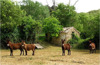 Foto-Natura-Huesca: Burro catalán