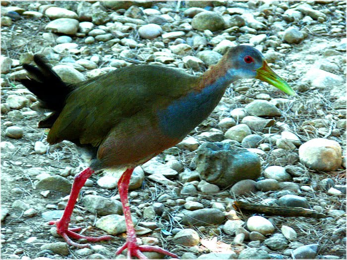 FOTO NATURA HUESCA 2: Aramides ypecaha aramides-ypecaha ipecaá rascón ...