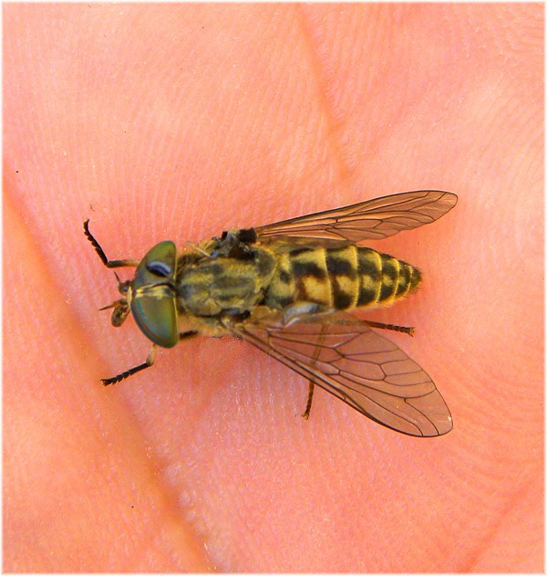 FOTO NATURA HUESCA 2: Tábano tabanus tàvec Bremsen horse-fly tabanoa ...