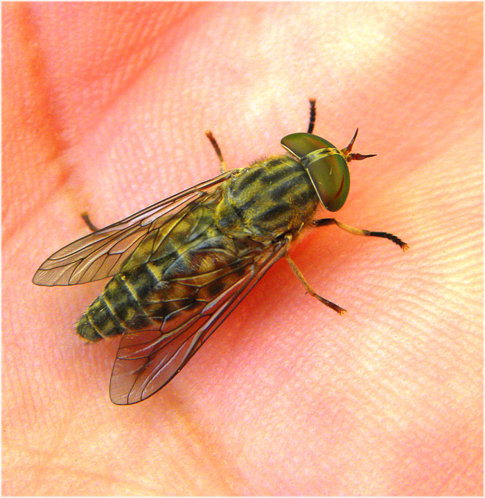 FOTO NATURA HUESCA 2: TABANUS BROMIUS Linnaeus, 1758 tabanus-bromius ...