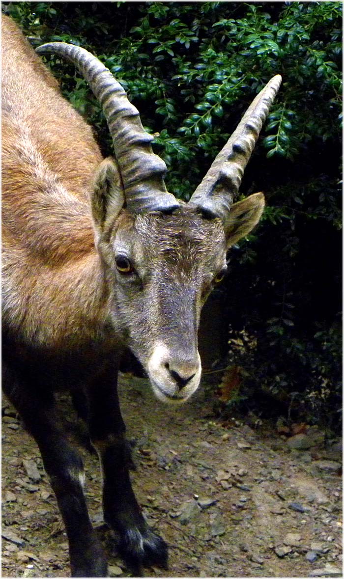 FOTO NATURA HUESCA 2: CABRA IBEX capra ibex Linnaeus, 1758 íbice ཁབ་ར ...