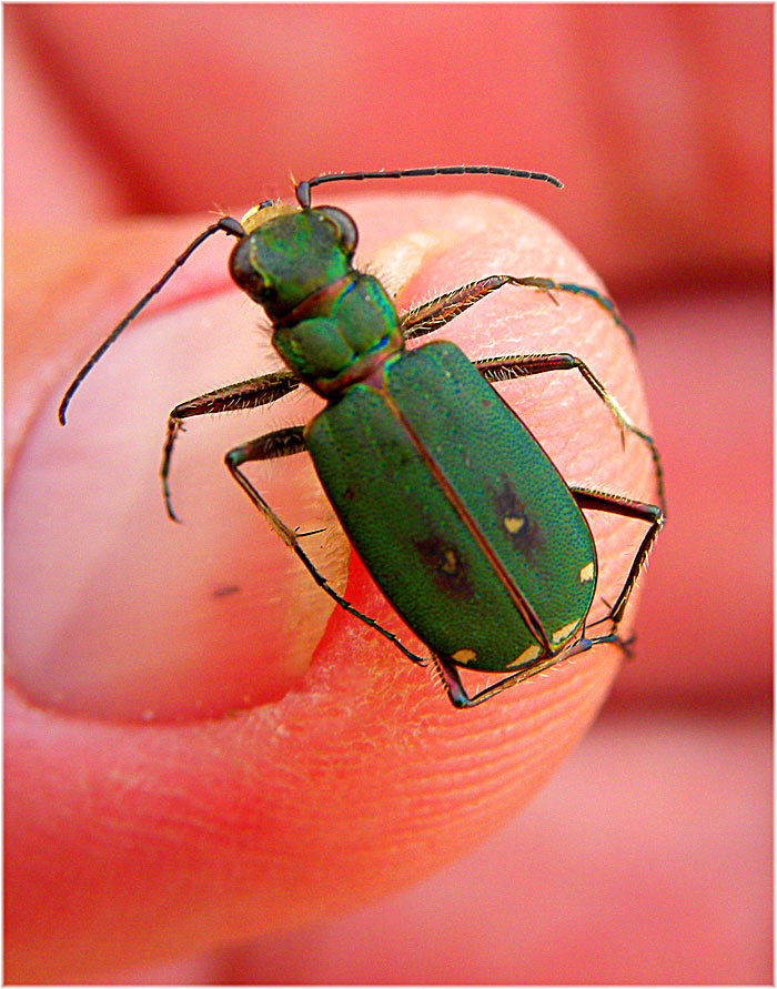 FOTO NATURA HUESCA 2: CICINDELA Linnaeus 1758 cicindela-campestre ...