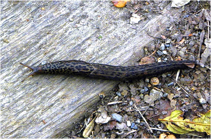 FOTO NATURA HUESCA 2: LIMACO limax maximus Linnaeus, 1758 babosa limax ...