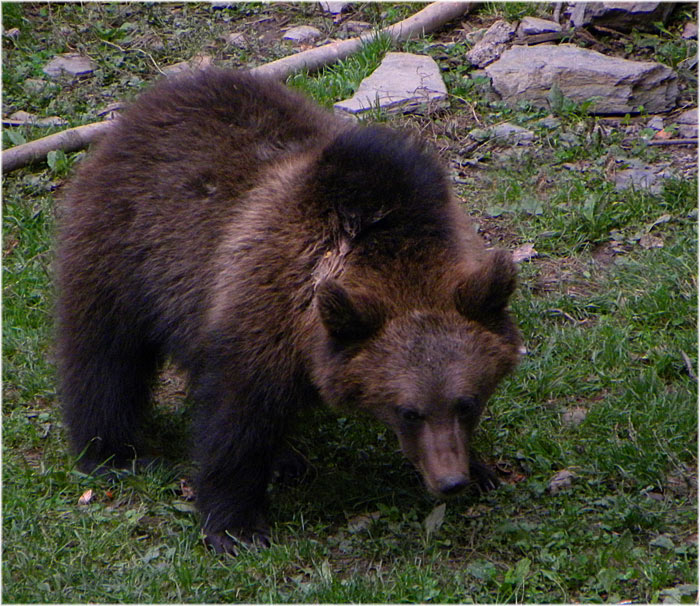 FOTO NATURA HUESCA 2: OSO ursus Linnaeus, 1758 úrsidos ursidae Fischer ...