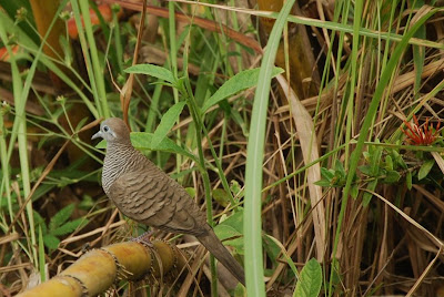 Fotografi merakam sejarah: Burung merbuk