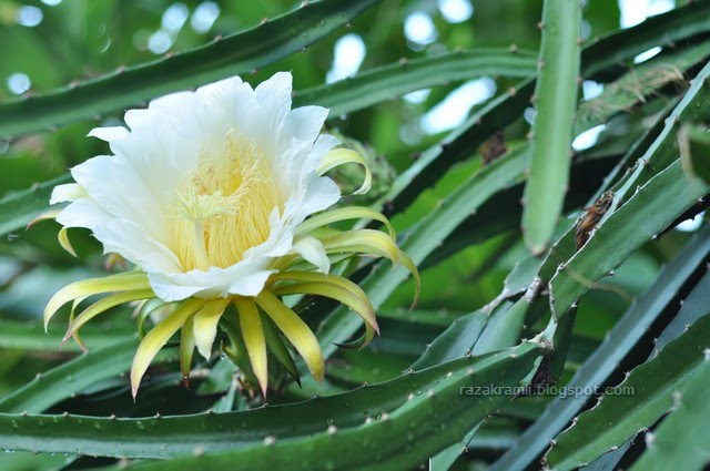Fotografi merakam sejarah: Bunga buah naga.