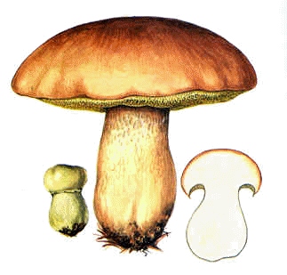 Boletaire Gironí