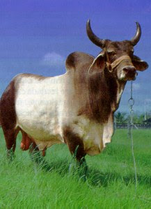 Blog da Acavuj: GUZERÁ