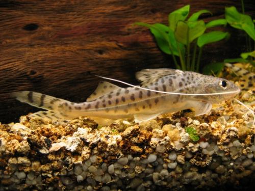 Gato pimelodella ~ Acuario CICLIX