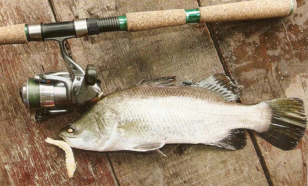 TOP FISHING GAMES: Tips Pancing Siakap; Perambut Siakap; Umpan Siakap ...