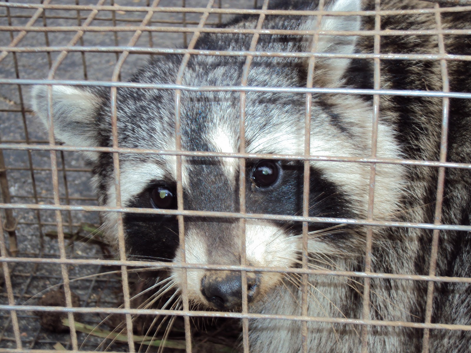 All City Animal Trapping: ANIMAL TRAPPING AND REMOVAL, SOUTHERN ...