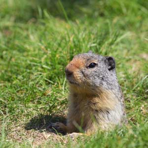 All City Animal Trapping: GOPHER REMOVAL IN LA AND ORANGE COUNTY (877 ...