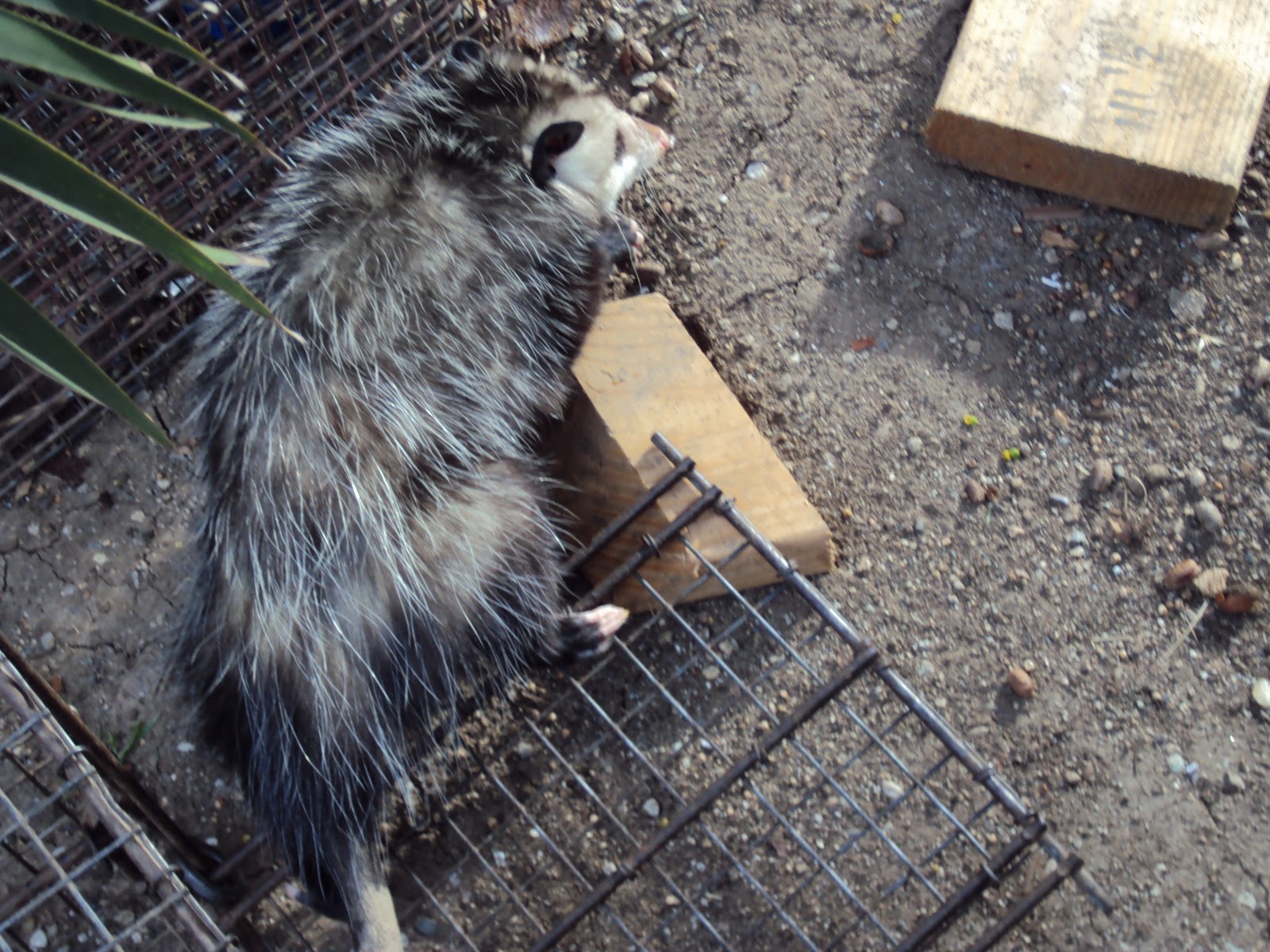 All City Animal Trapping: OPOSSUM TRAPPING,OPOSSUM TRAPPING,OPOSSUM ...