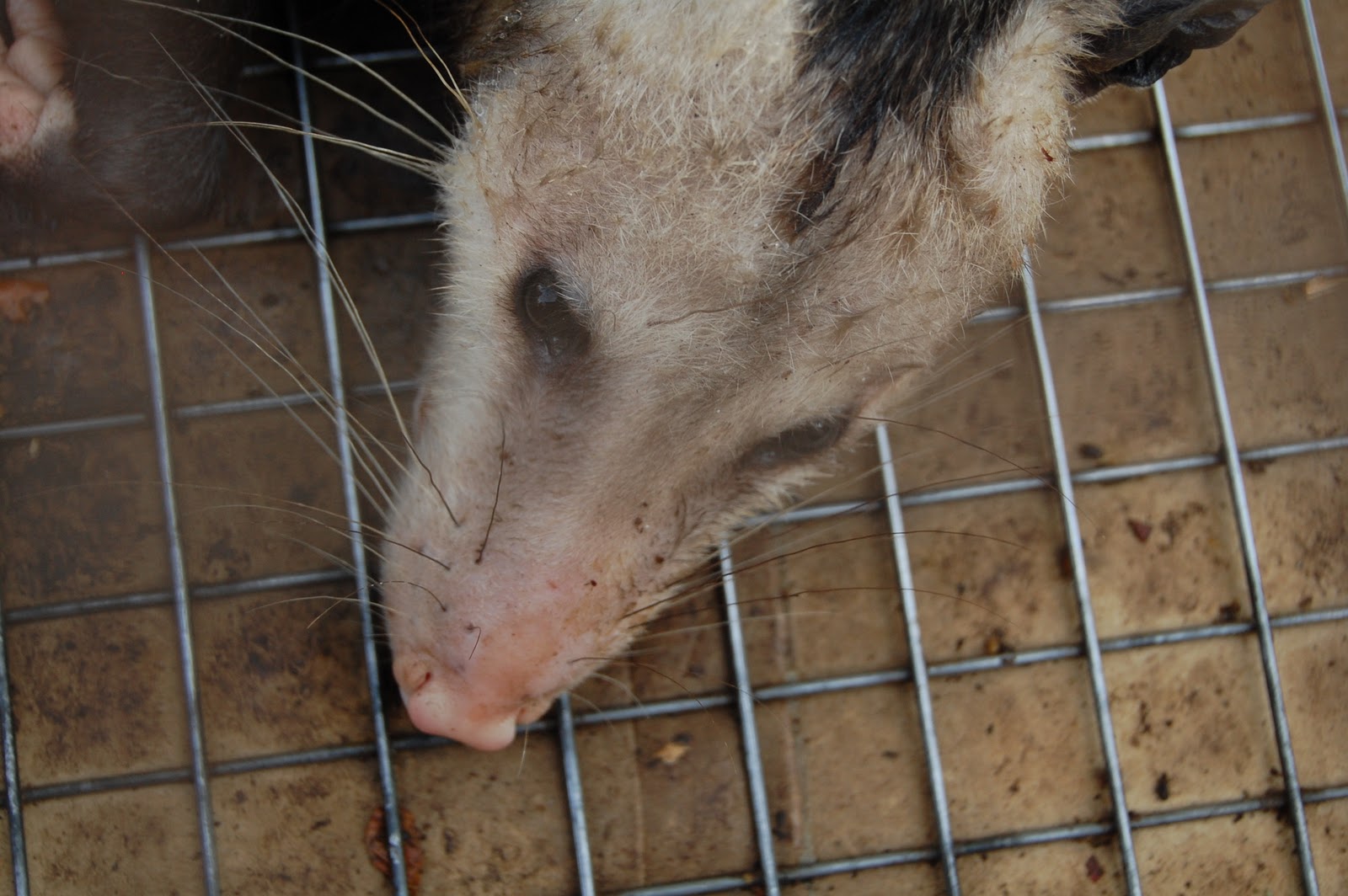 All City Animal Trapping: OPOSSUM TRAPPING,OPOSSUM TRAPPING,OPOSSUM ...