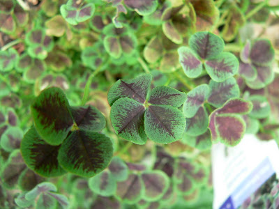 Persephone in Bloom: Dancing queen: Dark Dancer Clover