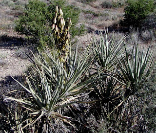 Home Remedies and Nutrition: Yucca Plant Medicine