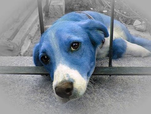 órbita literatia: Ojos de perro azul, Gabriel García Márquez
