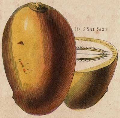 HistoryMiami: 97-Year Old Mango Recipes