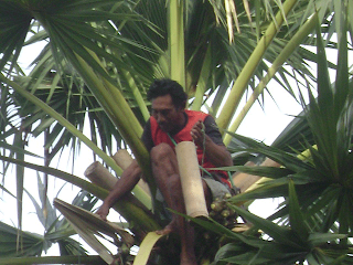 kebun siwalan: Buah, Legen dan Tuak dari Siwalan di Tuban JaTim