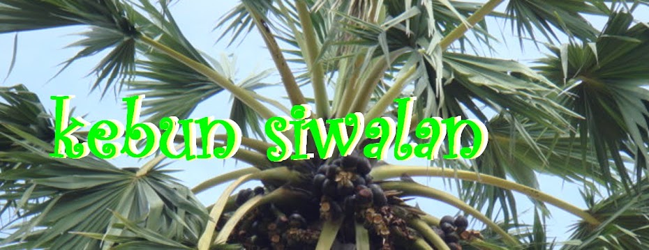 kebun siwalan: Siwalan atau Lontar di Pantai Lasianan Kupang NTT