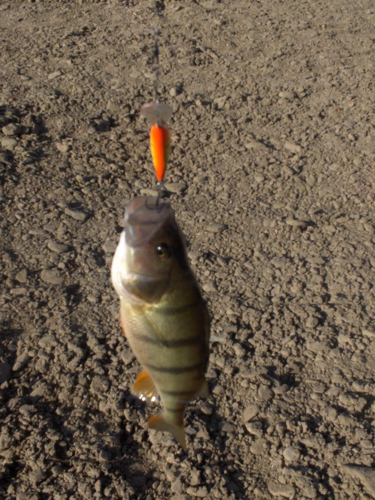 Pescuitul sportiv - mai presus de pasiune