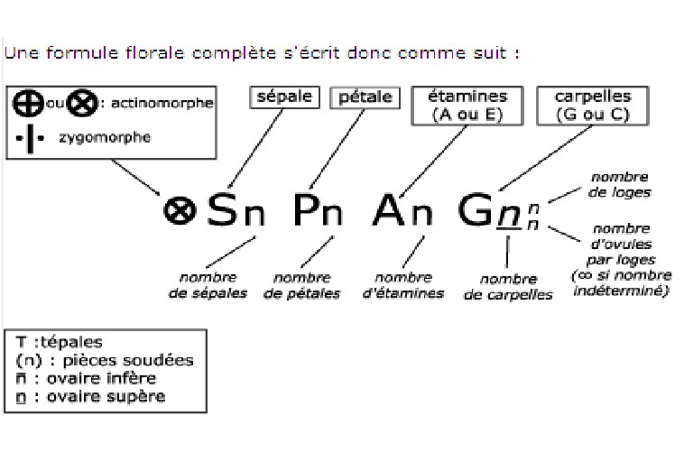 salangane974: botanique11:fleur5