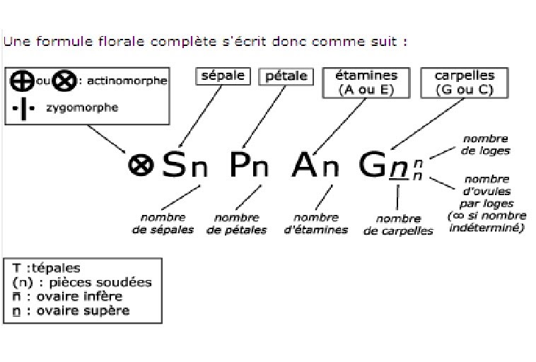 salangane974: botanique11:fleur5