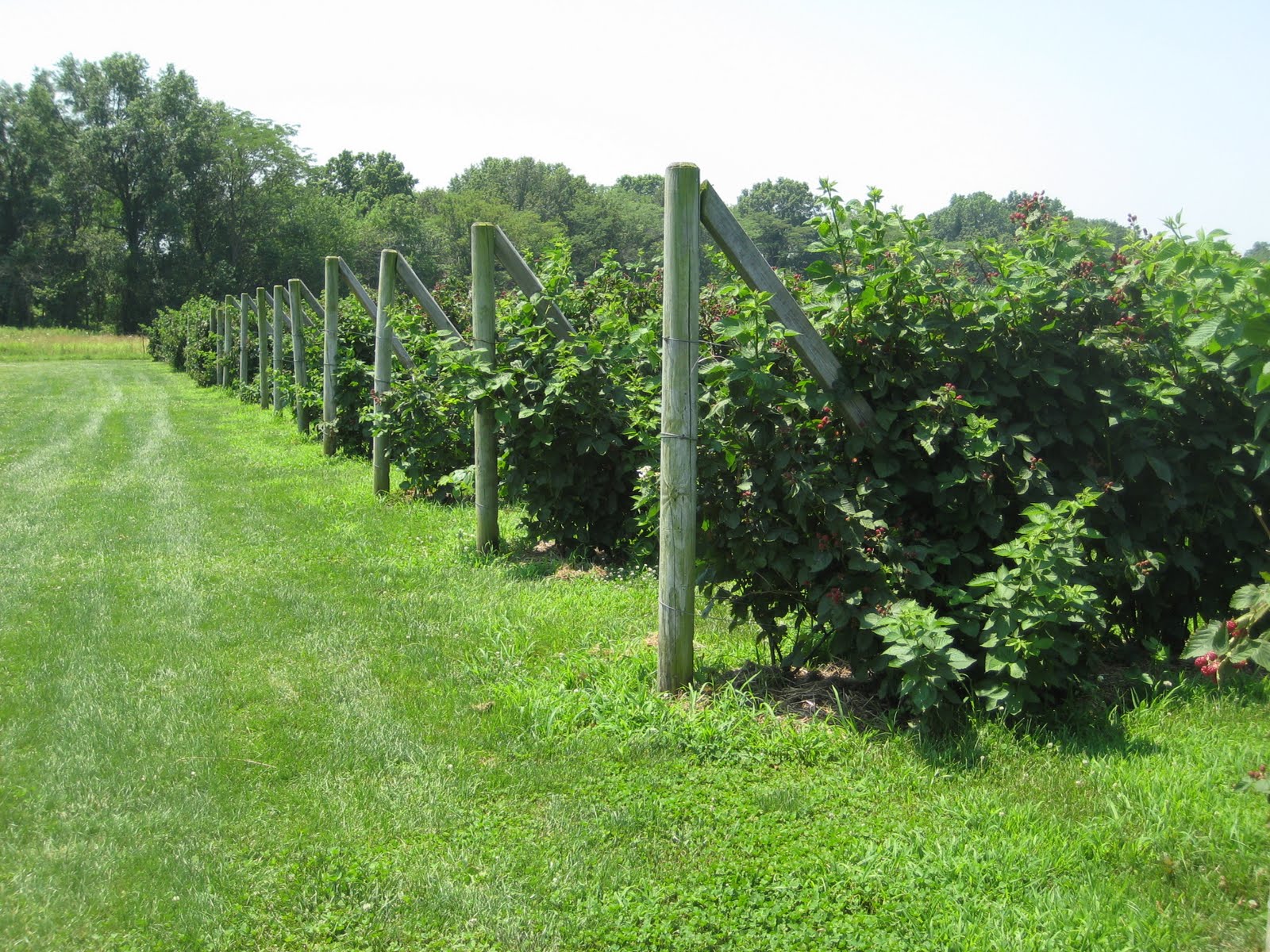 Missouri Beginning Farming: More Pictures from the Berry Workshop