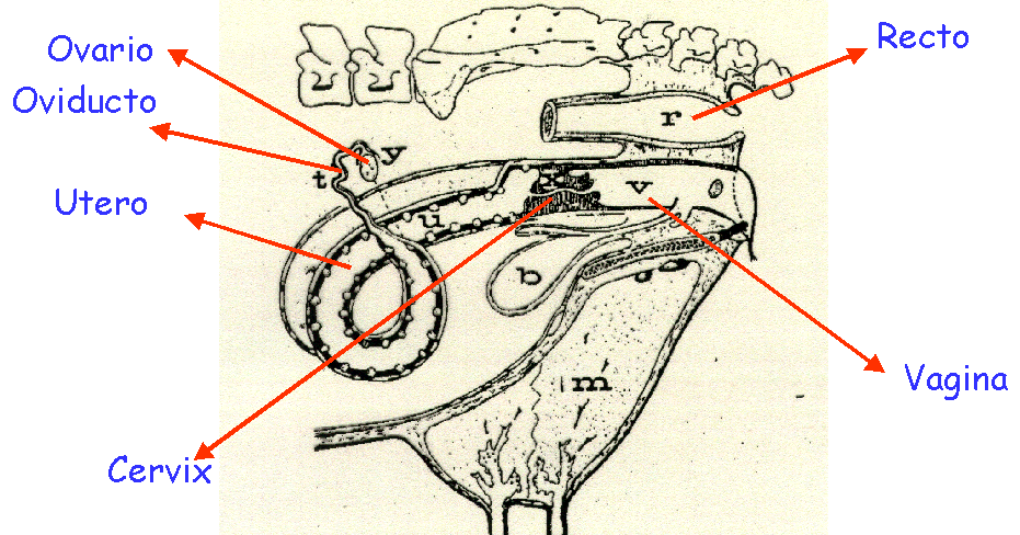 AnatOmíA tOpoGrÁficA*...!: *...Aparato Reproductor de la Vaca...*