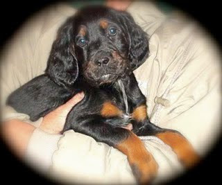 Gordon Setter Crossing: Gordon Setter Puppies For Sale
