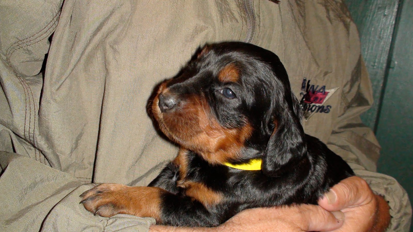 Gordon Setter Crossing: Gordon Setter Puppy Pics - Oh So Cute!