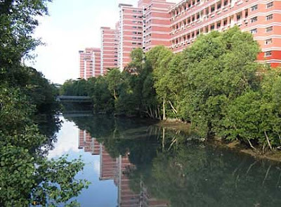 wild shores of singapore: A peek at Sungei Api Api