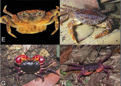 wild shores of singapore: Updated classification for the entire ...