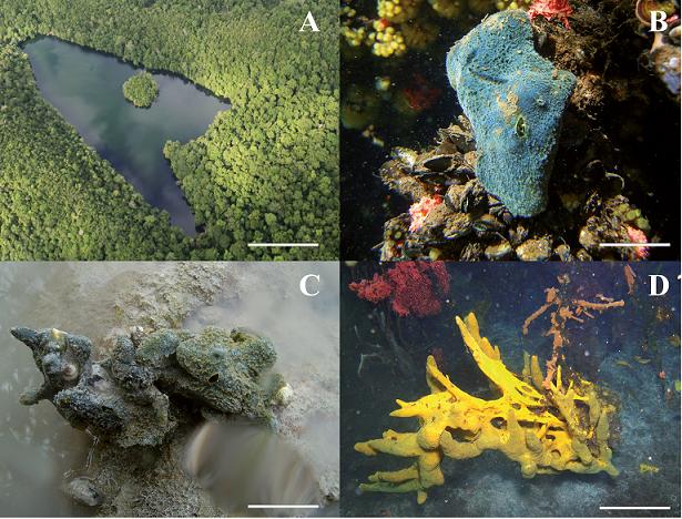 wild shores of singapore: A new sponge species - including a Singapore ...