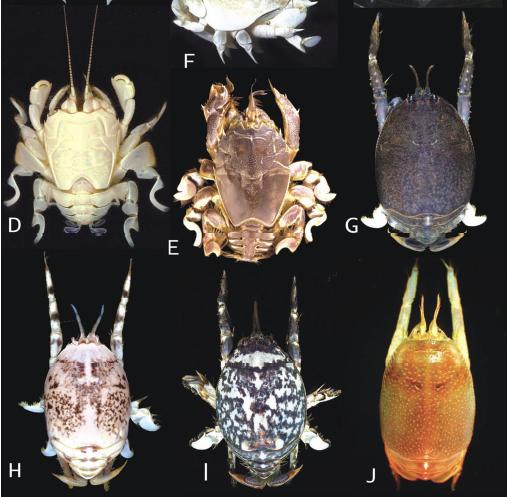 wild shores of singapore: Amazing Anomurans: Global checklists now in ...