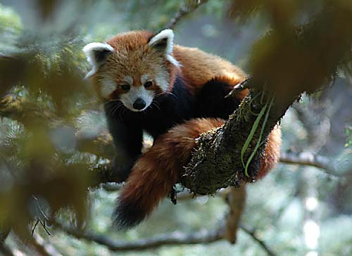 wildsingapore news: Red Panda trade highlighted