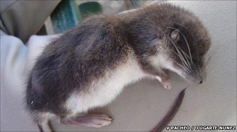 wildsingapore news: Rare and enigmatic fishing rat soon becomes nuisance