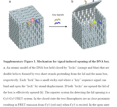 nanoparticle drug delivery: DNA Boxes Could Deliver Drugs