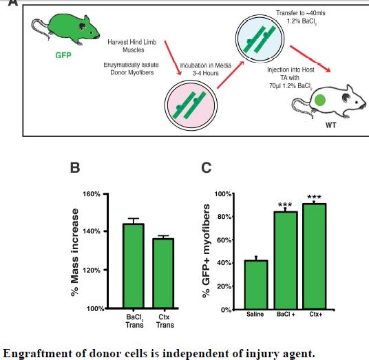 Stem Cells in Injured Mice Give them larger and stronger muscles for ...