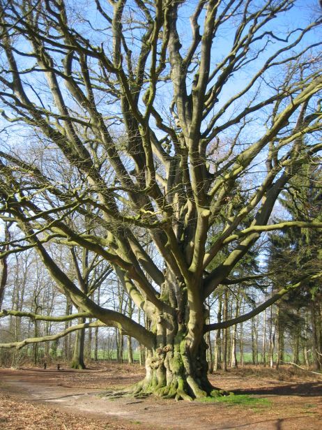 My French Forest: Woodland Tree Guide 1 BEECH