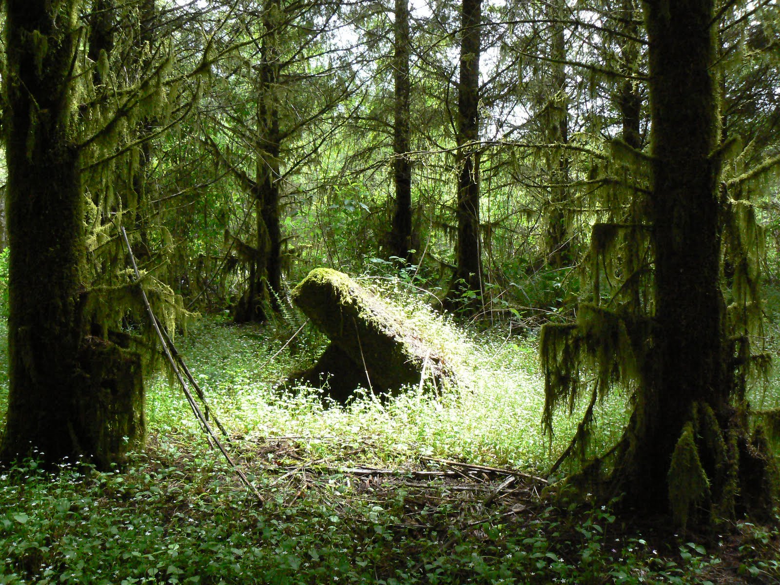 Woodland Walks: The Lost Town of Wendling, Ore.