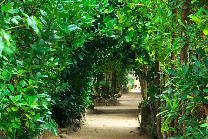 Ryukyu Life: Tree Lovers, Here's Fukugi Trees from Okinawa Just for You ...