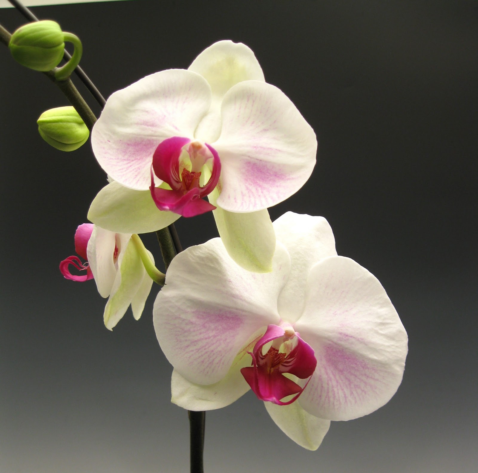 Orchids that make you smile, which one is your favorite? | Orchidaceous ...