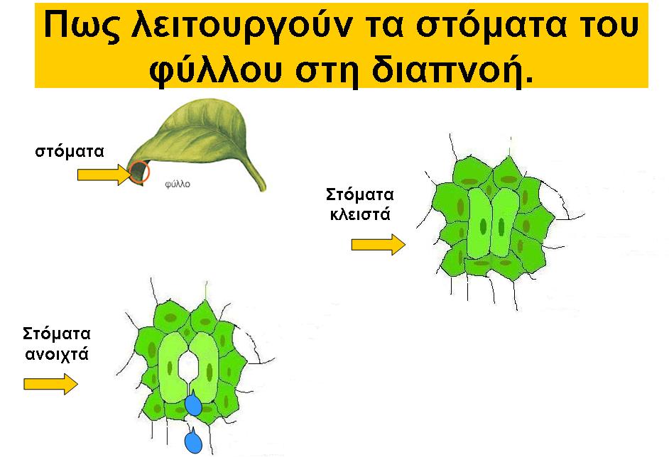 Παιδίον Τόπος: Η διαπνοή