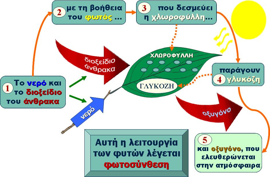 Παιδίον Τόπος: Φωτοσύνθεση