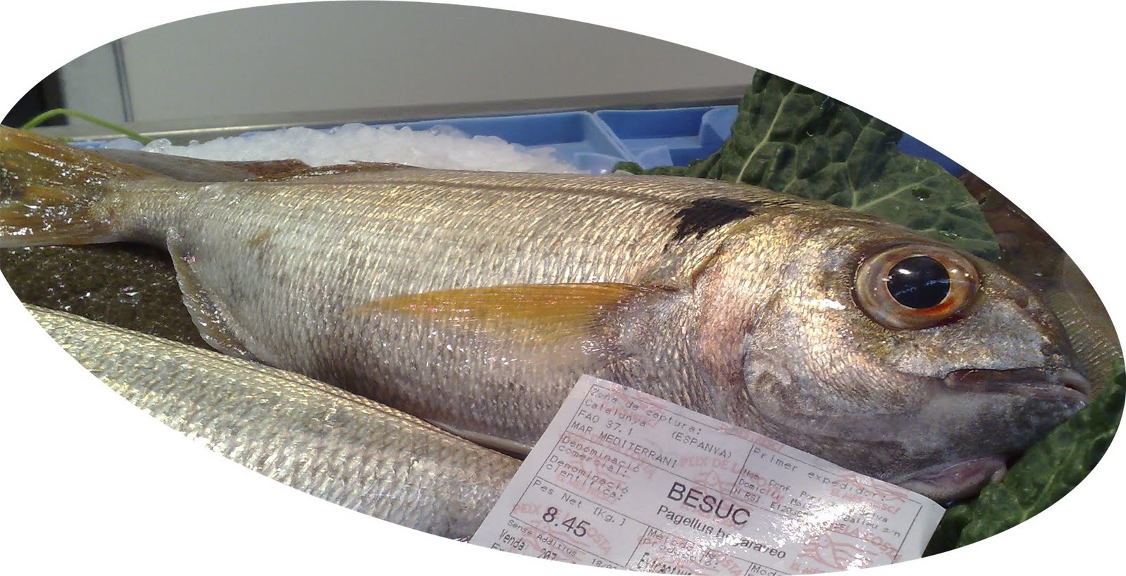 EL MILLOR PEIX: PEIX BLANC