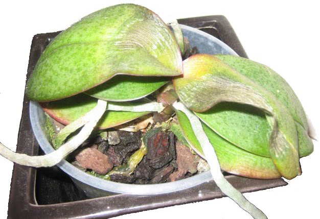 All About Growing Orchids: Phalaenopsis Orchids And Crown Rot