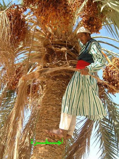 Tourism in Libya: Jalo and Ojala