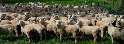 Woolshed 1: Breeding sheep to eliminate dags and worms. 4.